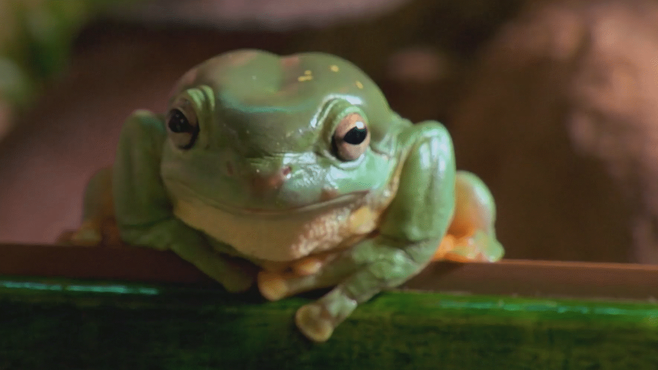 Frogs Video & Resources | ClickView