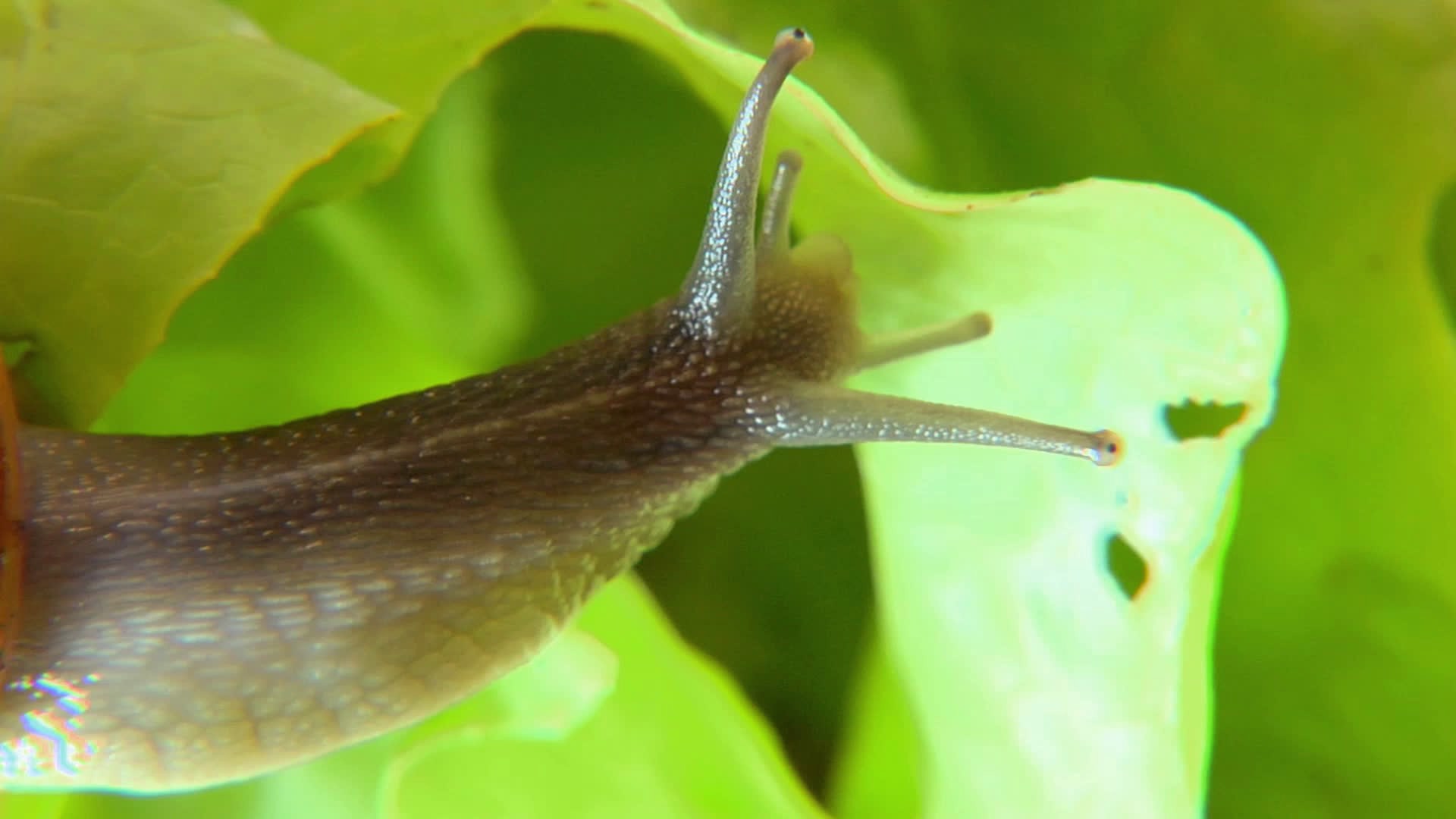 Snail Video & Resources | ClickView