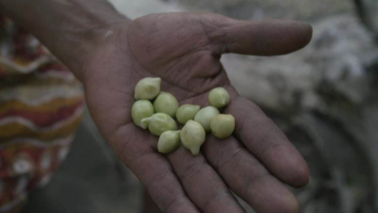 Embedded Online Player - ClickView