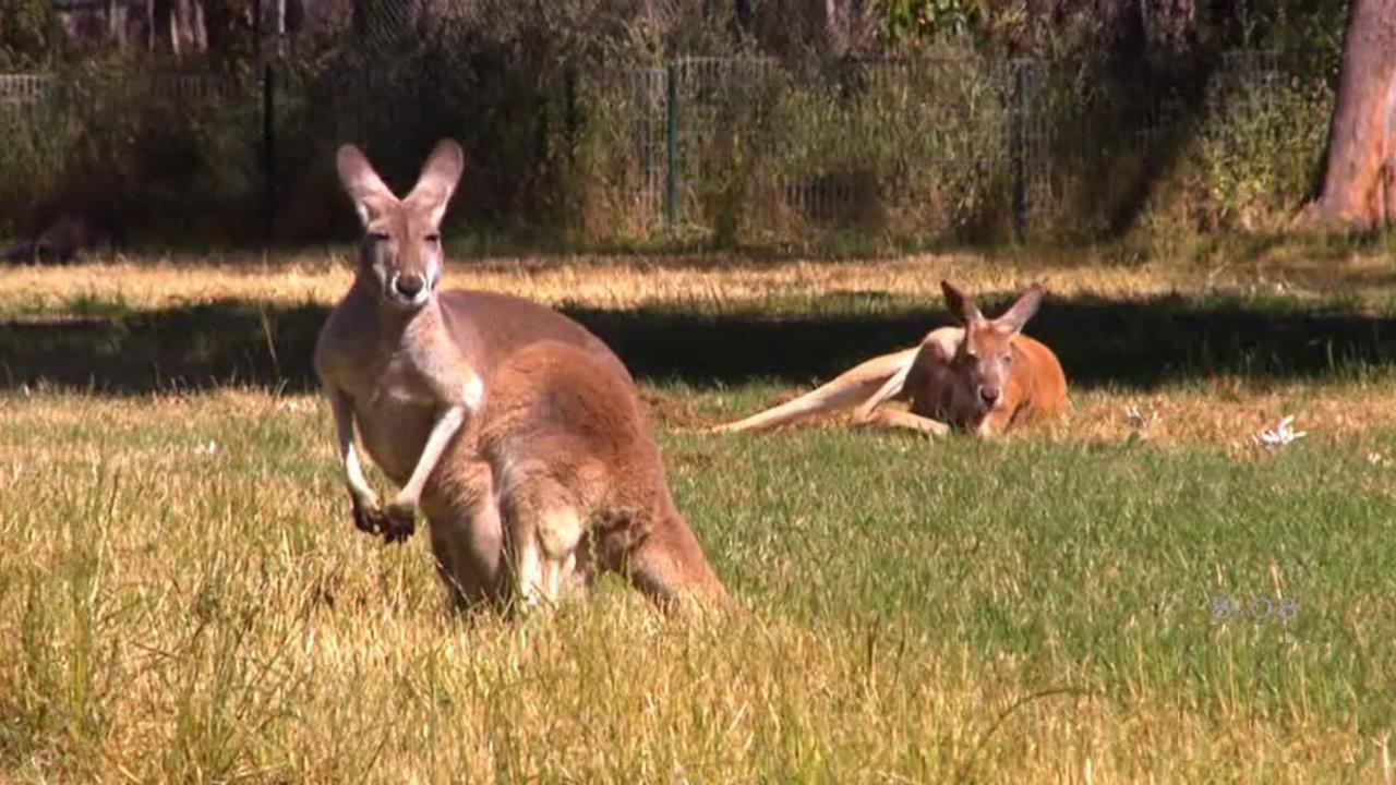 Marsupials Video & Resources | ClickView