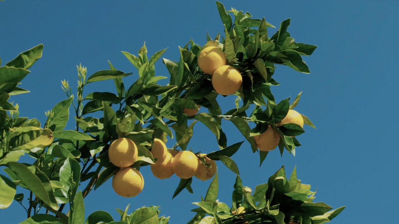 Juiced Up - A couple buys an old citrus orcha... - ClickView