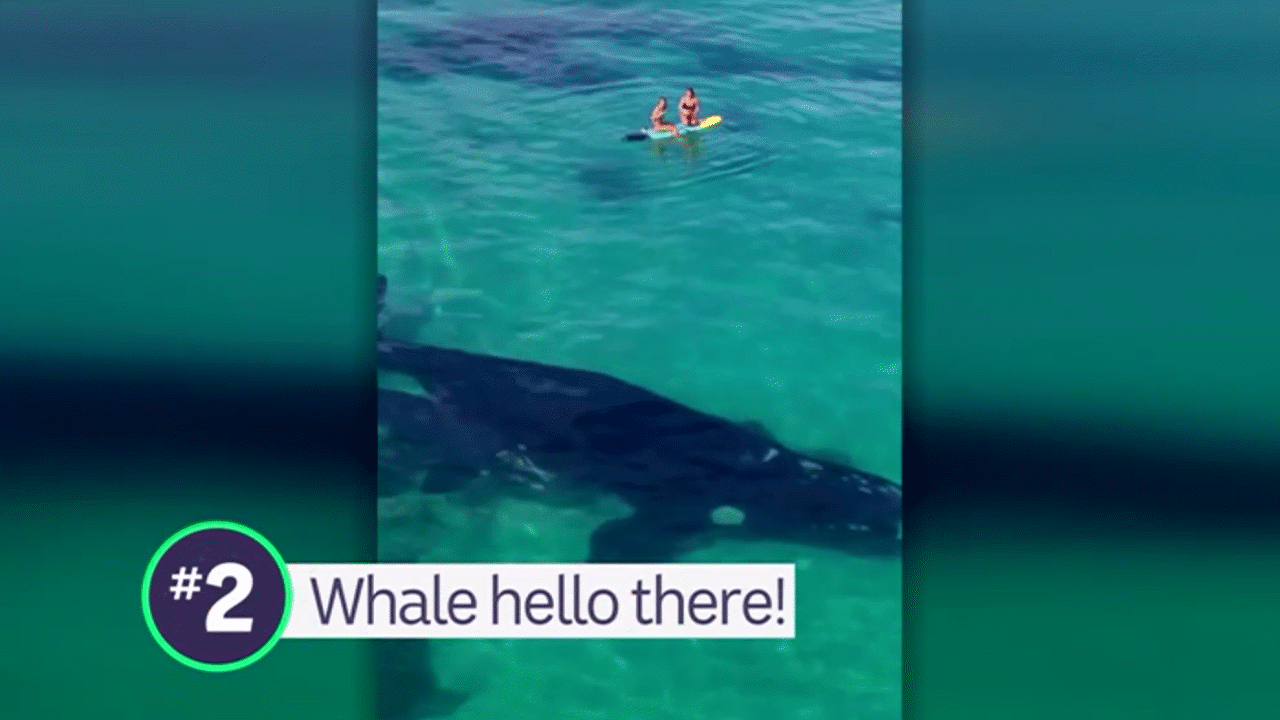 Whale Hello There! - Imagine you're out paddl... - ClickView
