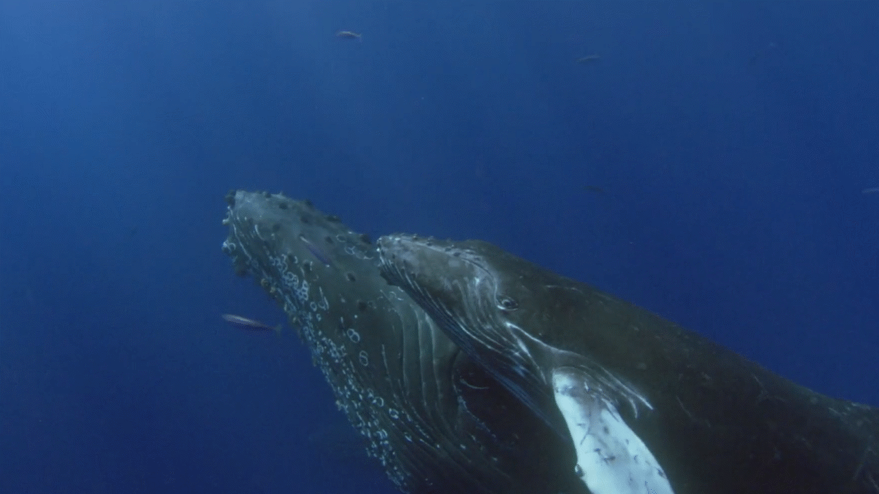 Nature's Great Events: The Great Feast (Clips) | ClickView