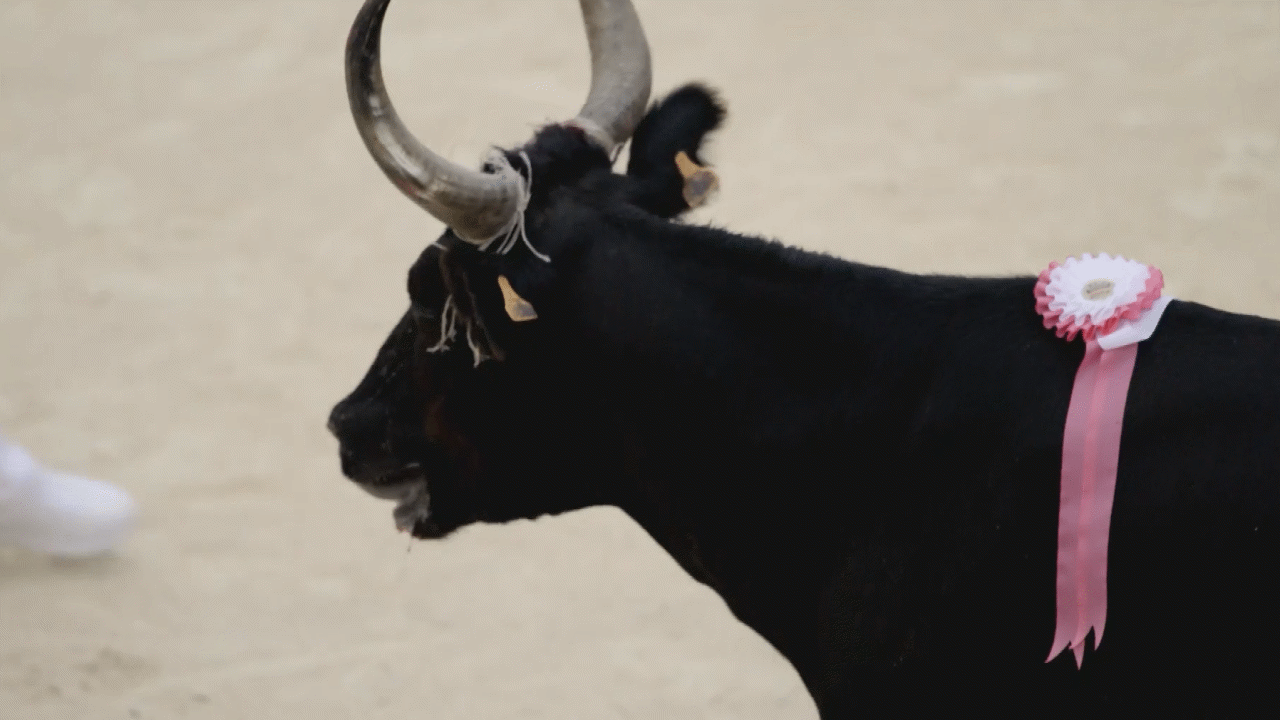 Italian Bull Runners Video & Resources | ClickView