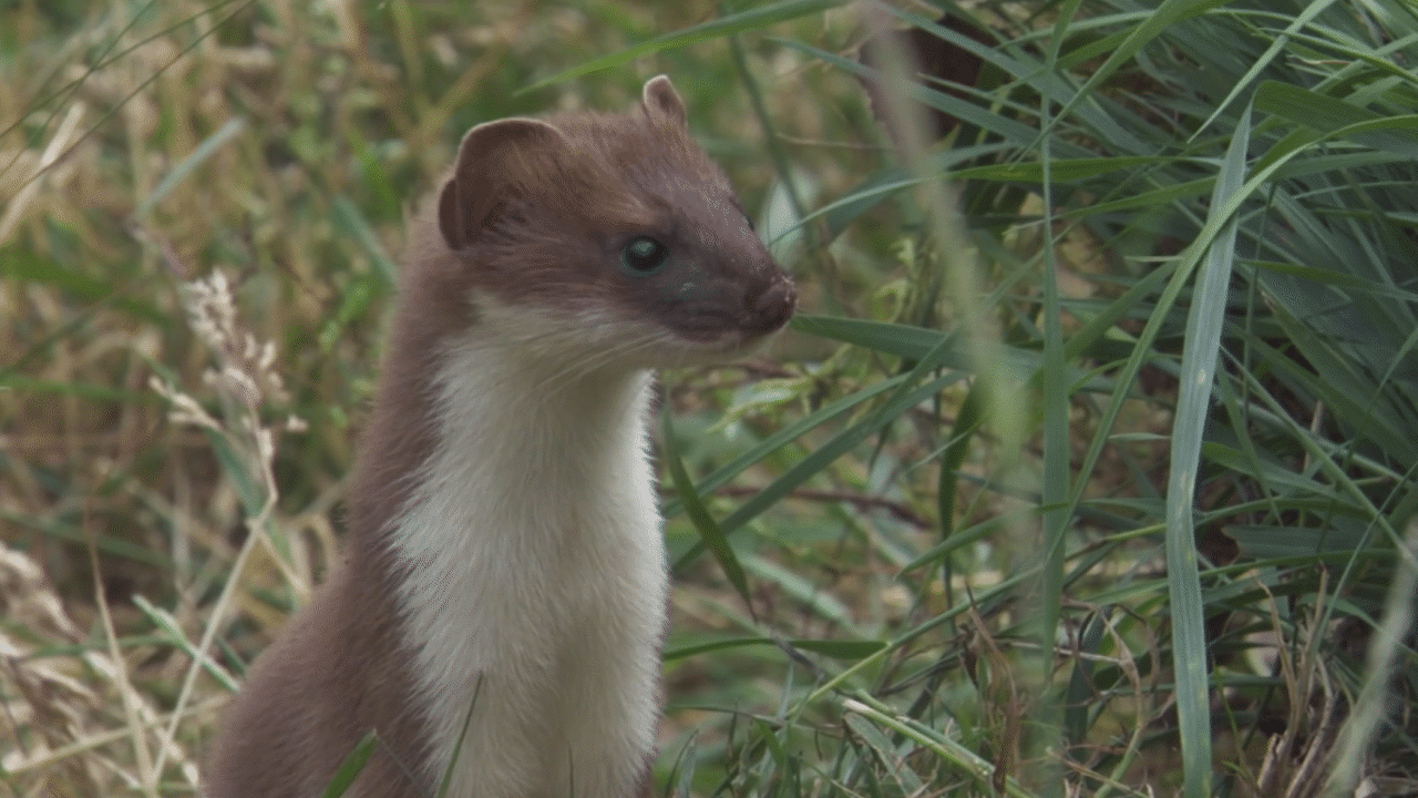 Stoats Hunting Rabbits Video & Resources | ClickView
