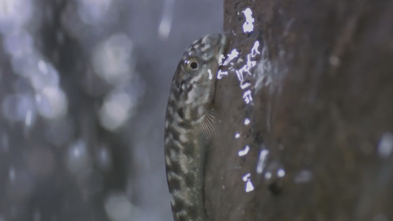 Rock Climbing Goby Fish Video & Resources | ClickView