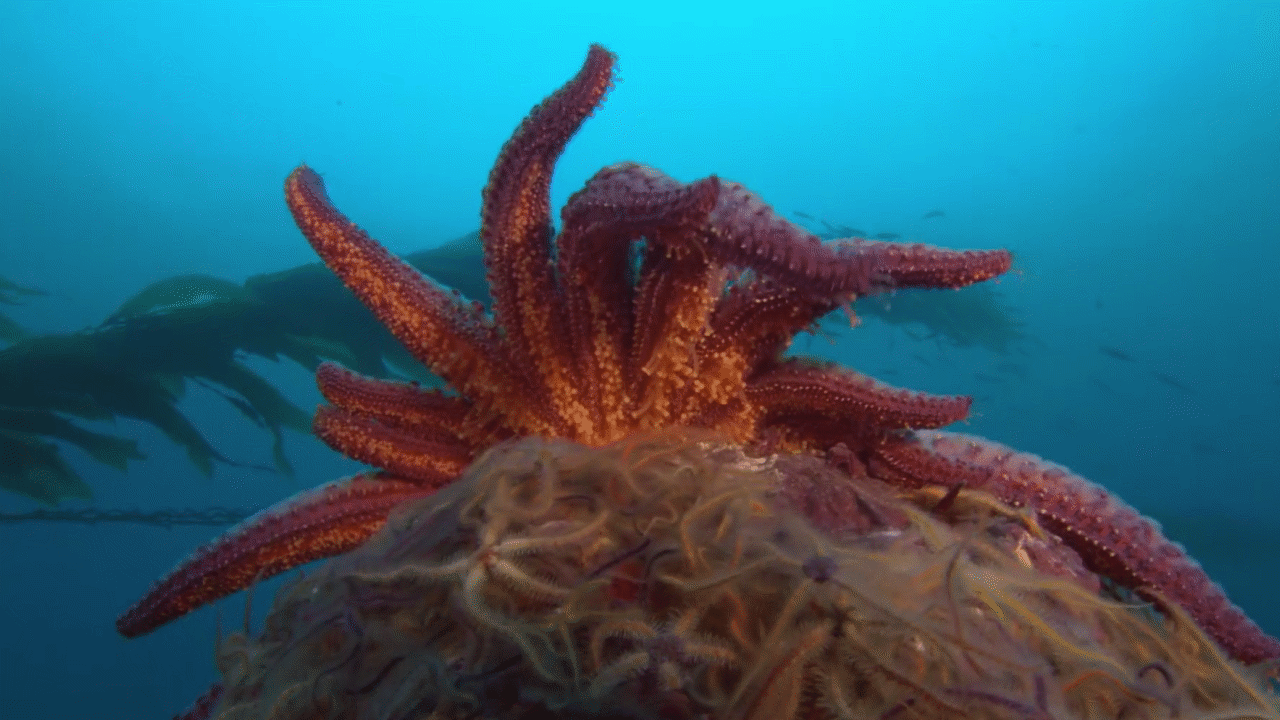 Star Fish Hunting Video & Resources | ClickView