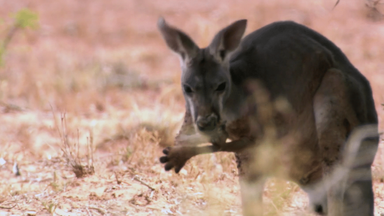 Red Kangaroo Keeping Cool Video & Resources | ClickView