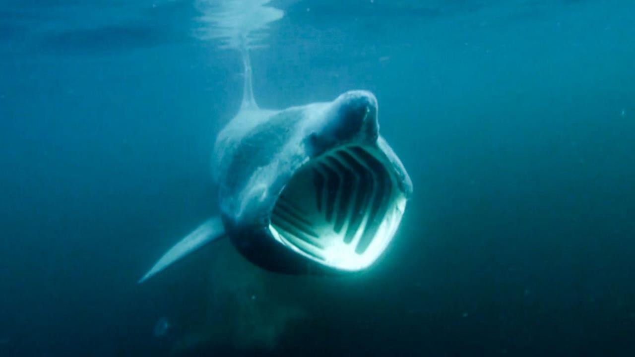 Wonders of the Celtic Deep - Airs 8:00 PM 6 Mar 2022 on BBC TWO - ClickView