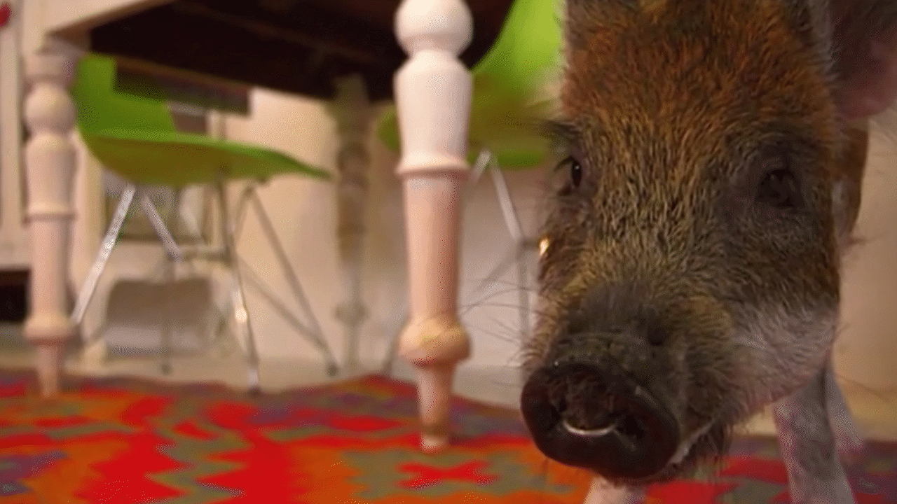 Elvis and Pig Video & Resources | ClickView