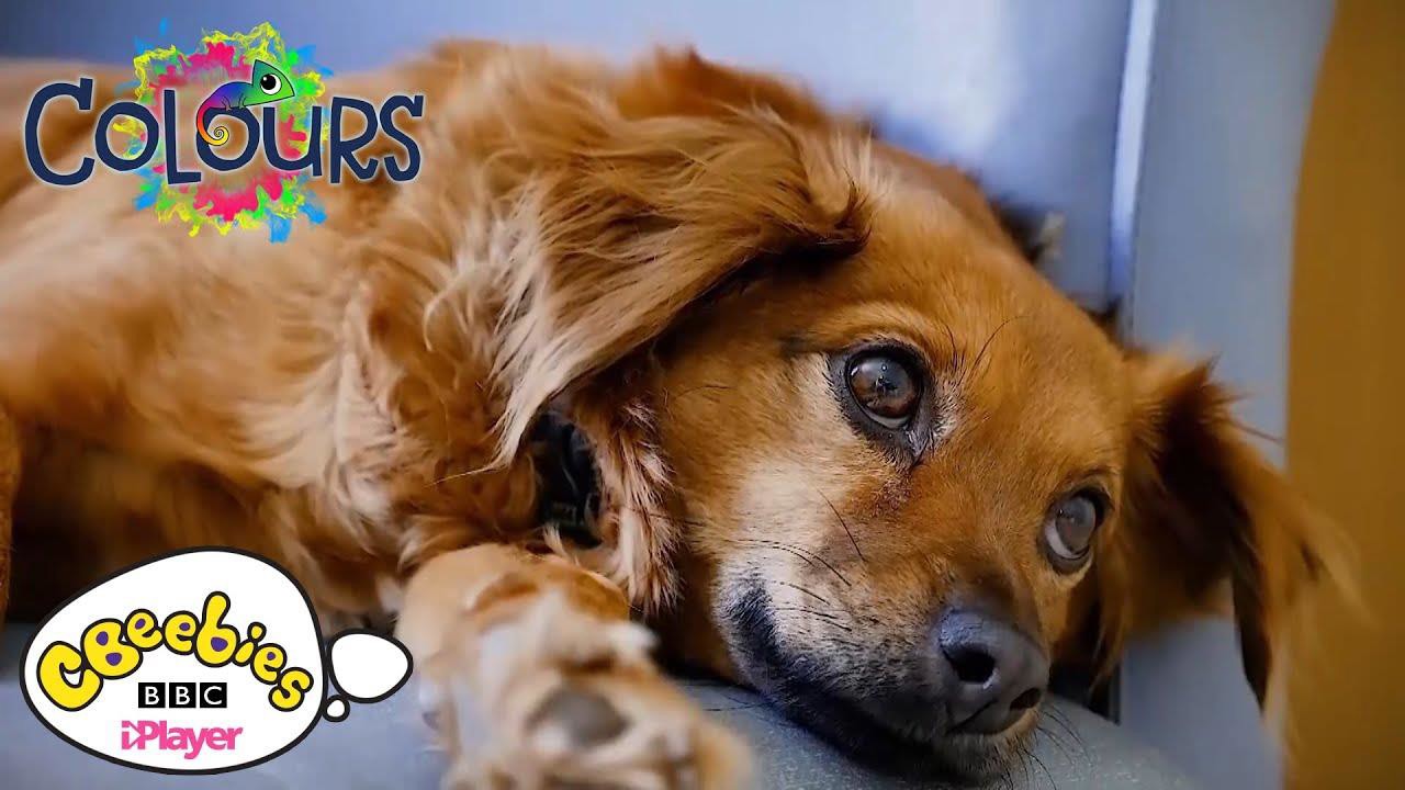 Colours - Airs 9:05 AM 7 Mar 2022 on CBeebies - ClickView