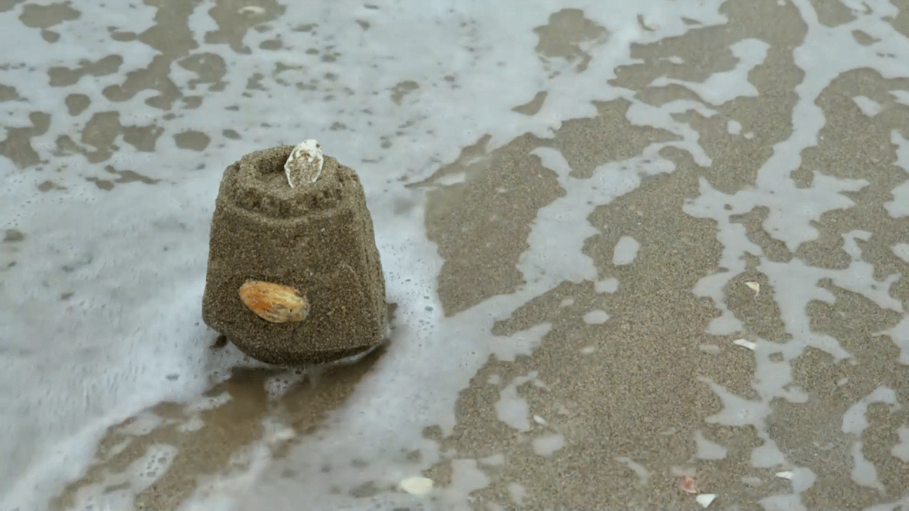 Beach - Moe loves fun in the sun, and swimmin... - ClickView