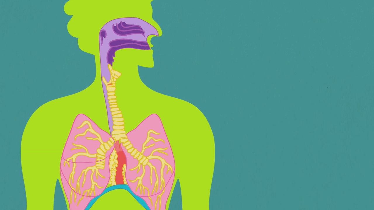 Circulatory and Respiratory Systems | ClickView