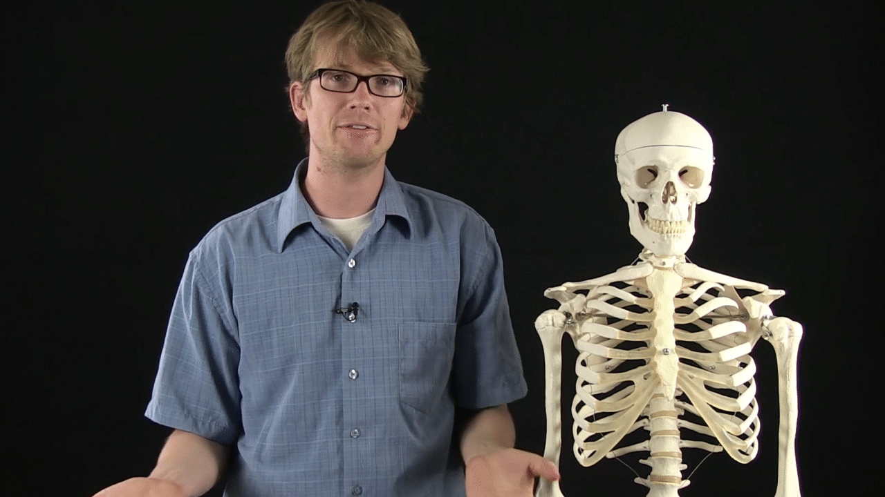 The Skeletal System: It's ALIVE! | ClickView