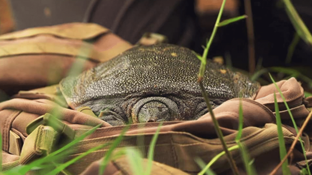 The Hidden Turtle of Vietnam - Forrest scours... - ClickView