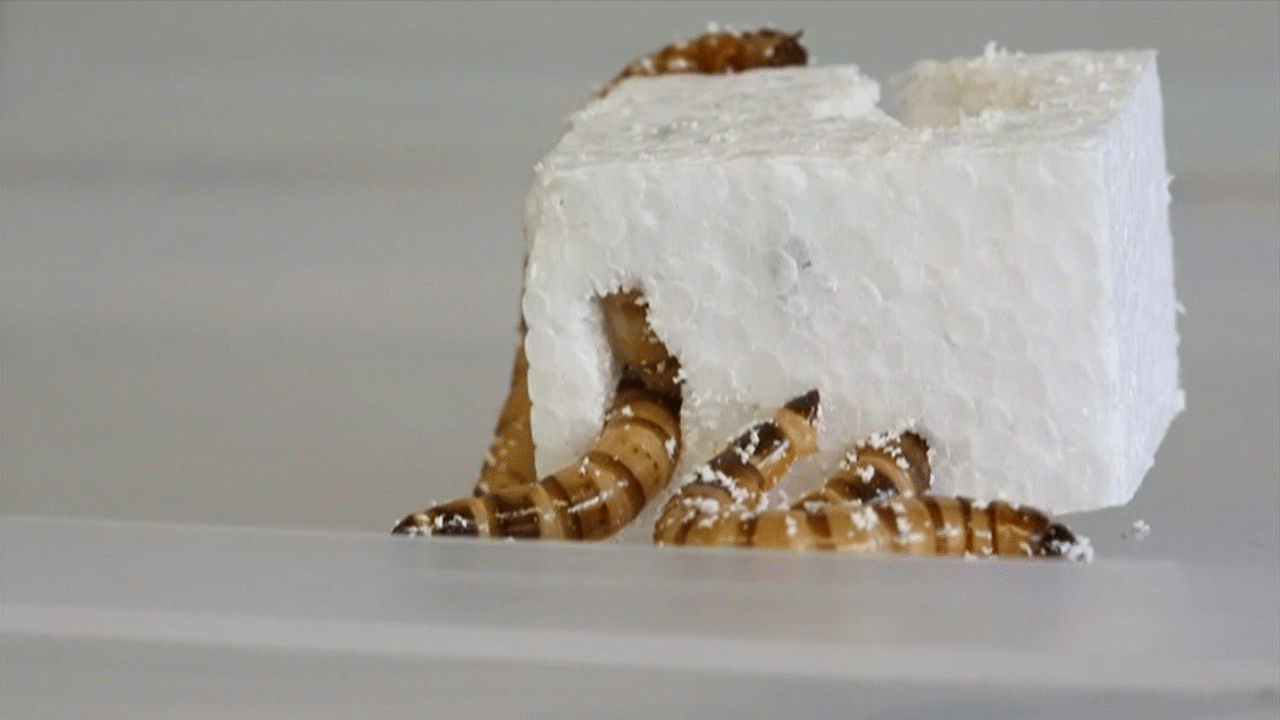 Superworm: The Unlikely Plastic Hero | ClickView