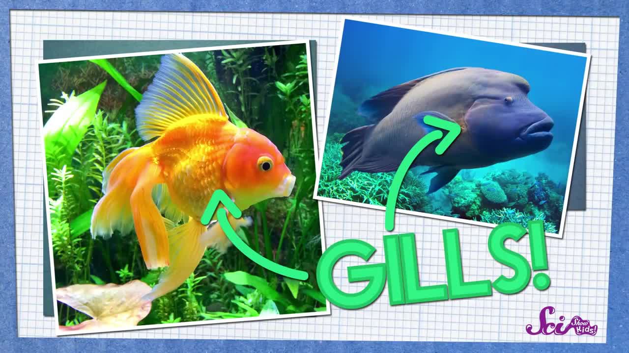 How Do Fish Breathe? Video & Resources | ClickView