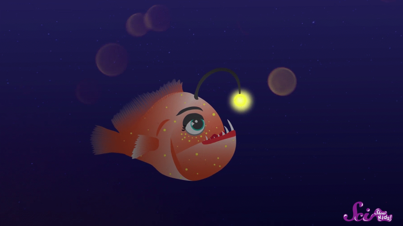 SciShow Kids: Fish and Marine Animals | ClickView