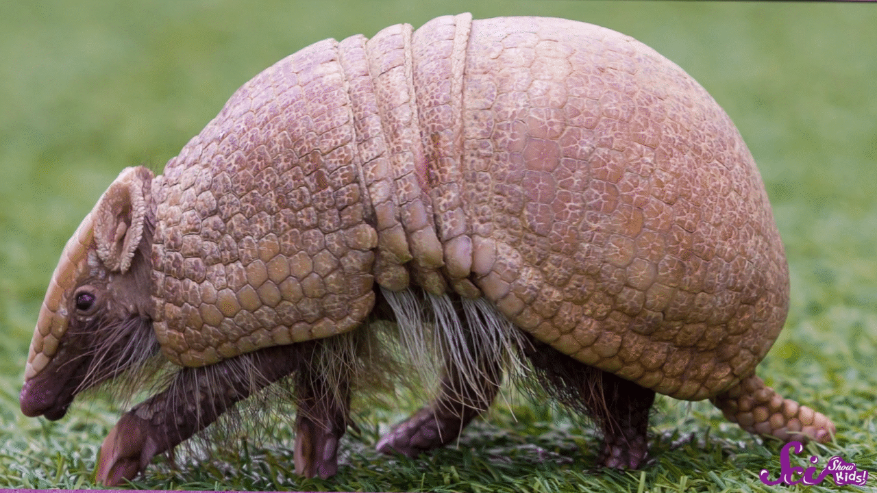 Armadillos: Animals with Armor! Video & Resources | ClickView