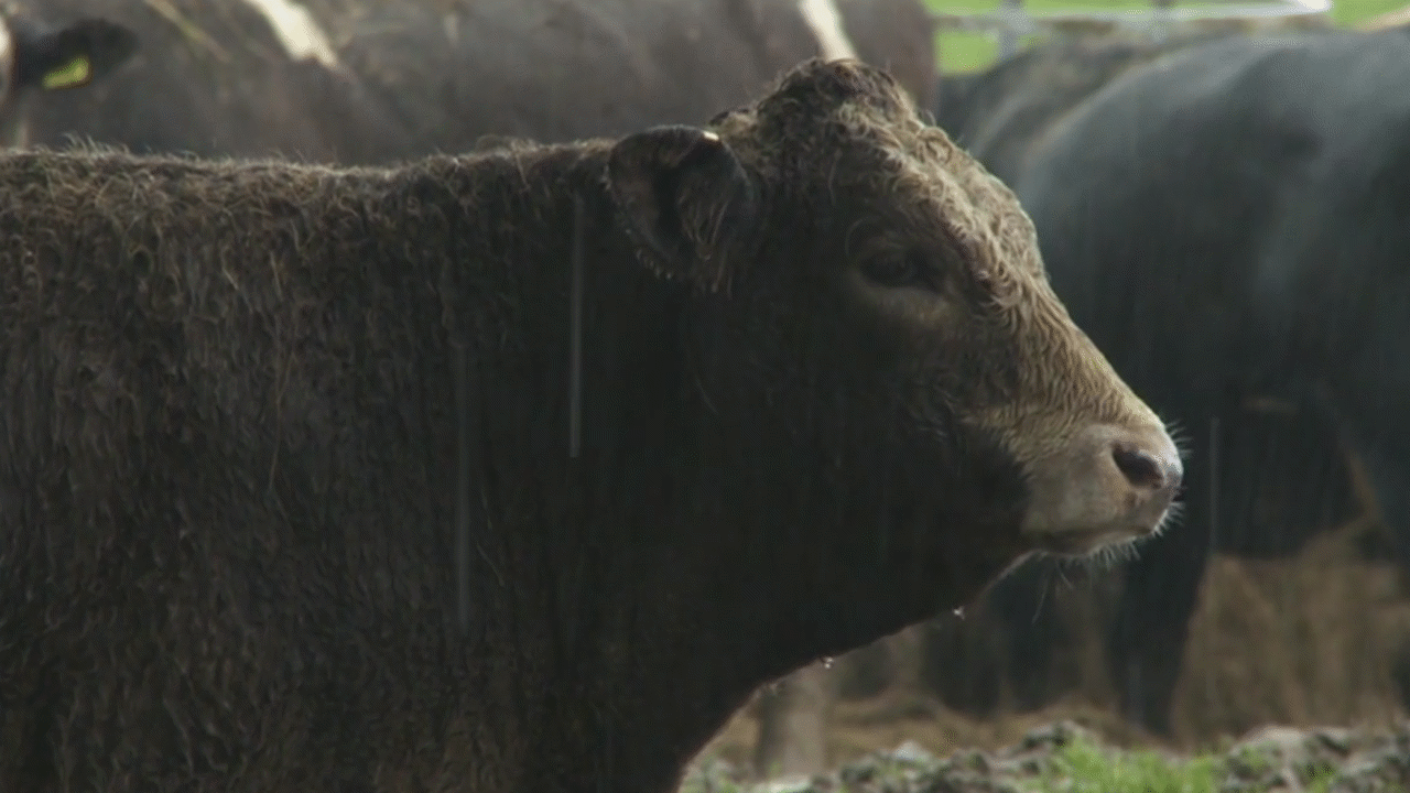 Natural World: Rebecca's Wild Farm | ClickView