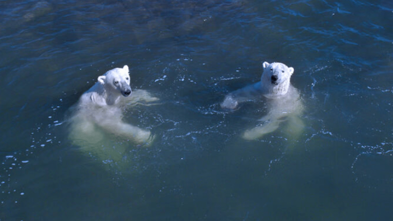 Arctic Secrets - Airs 11:40 AM 23 Jul 2022 on NITV - ClickView