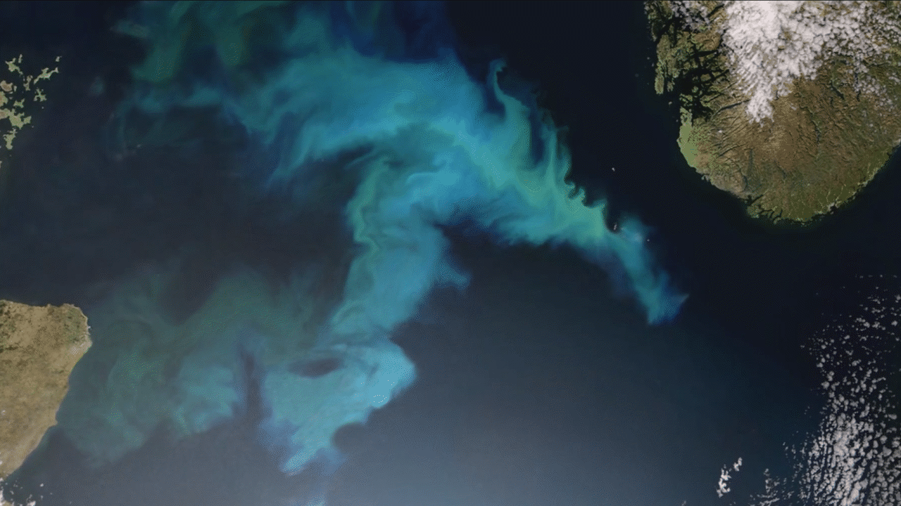 Phytoplankton and Ocean Currents | ClickView