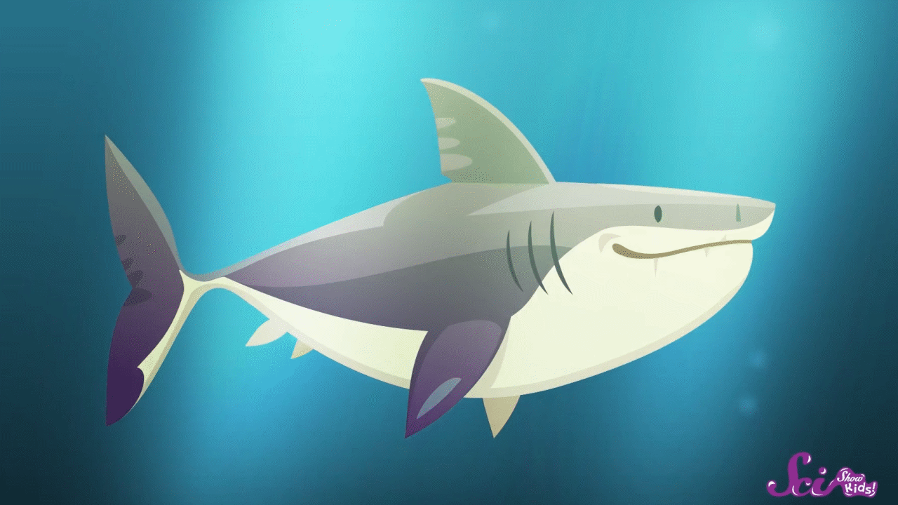 Super Sharks! Video Teaching Resources | ClickView