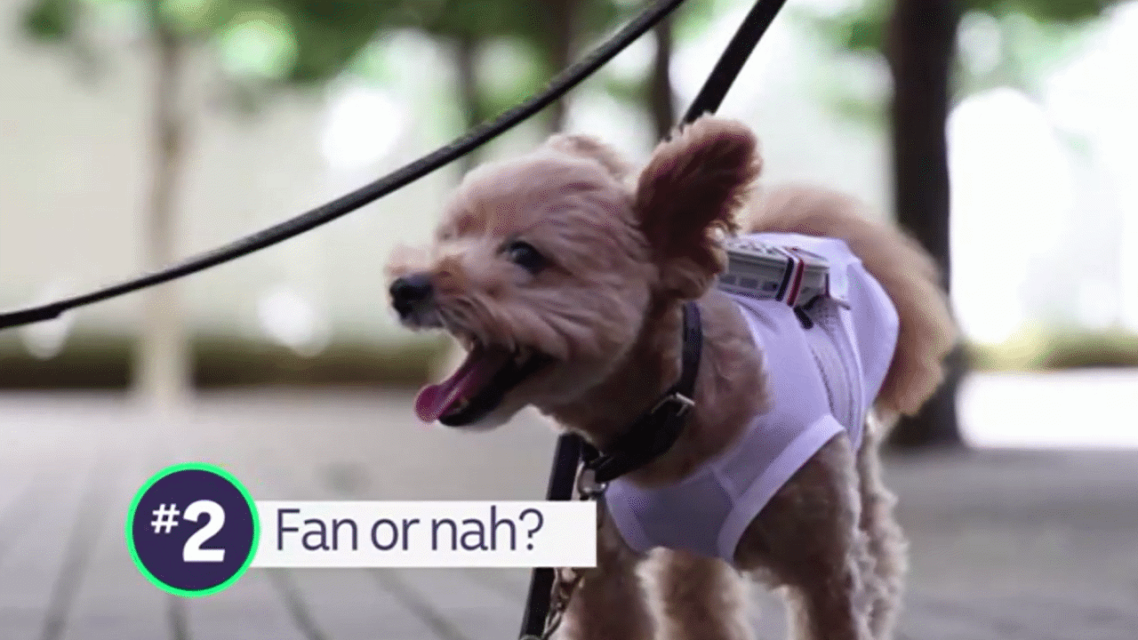Dogs with Fans - ClickView