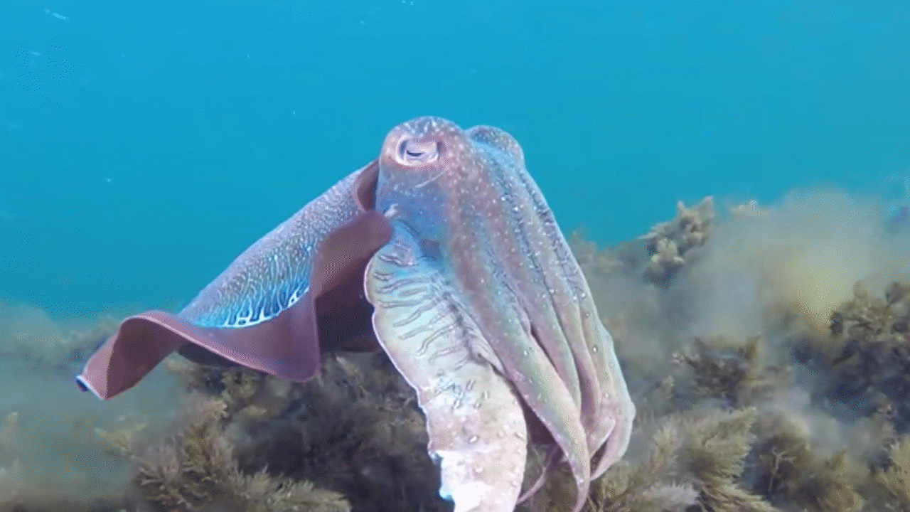 Cuttlefish - Have you ever seen a giant cuttl... - ClickView