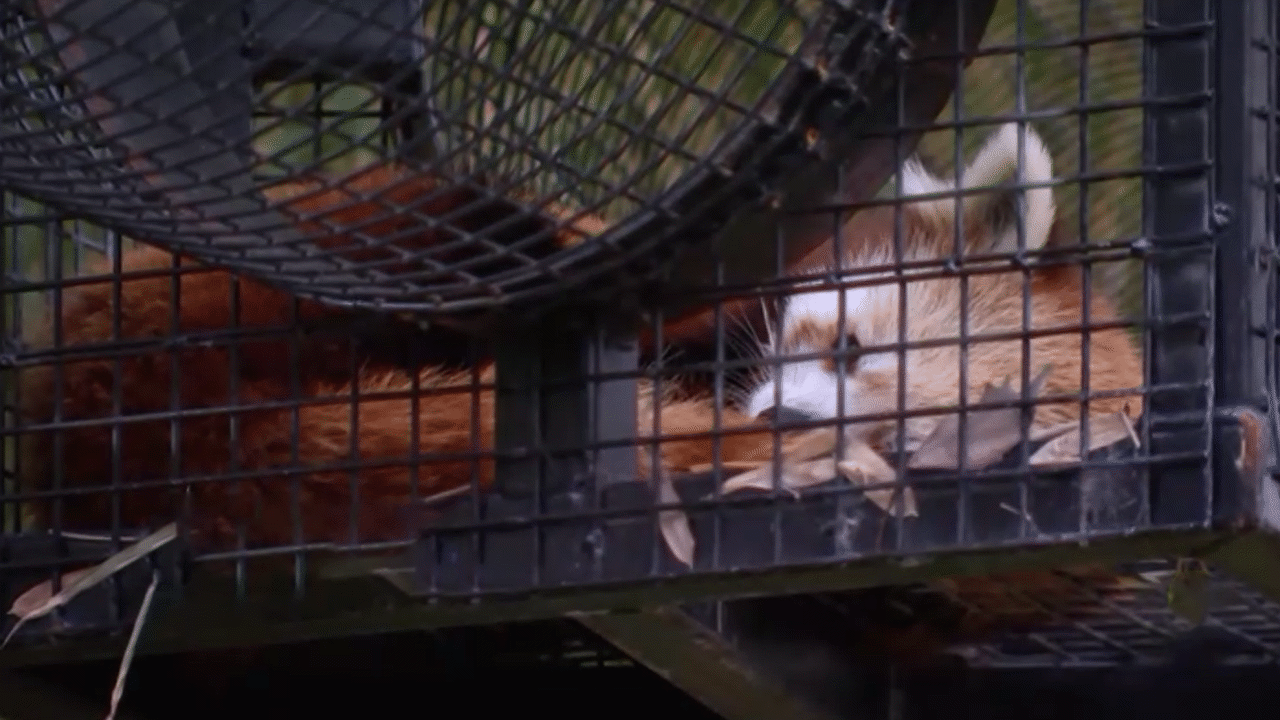 Escaped Red Pandas - Across the road, outside... - ClickView