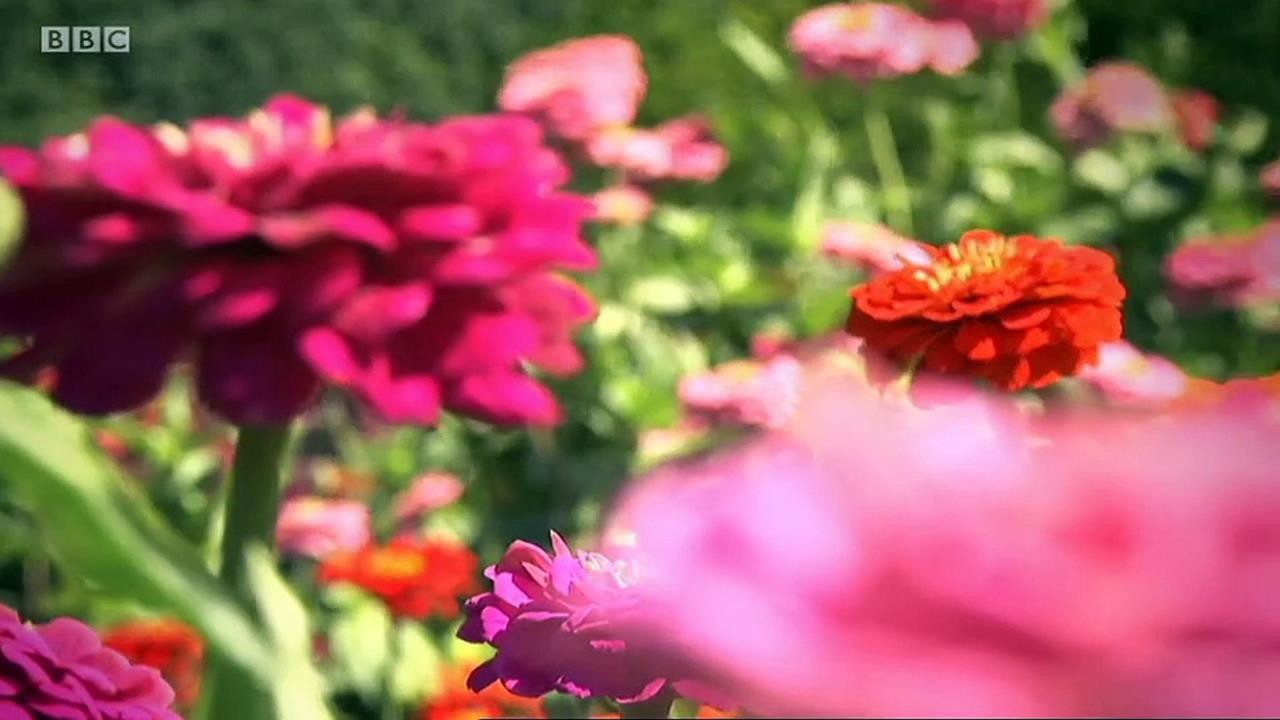 Botany: A Blooming History - Airs 7:00 PM 24 Aug 2022 on BBC FOUR - ClickView