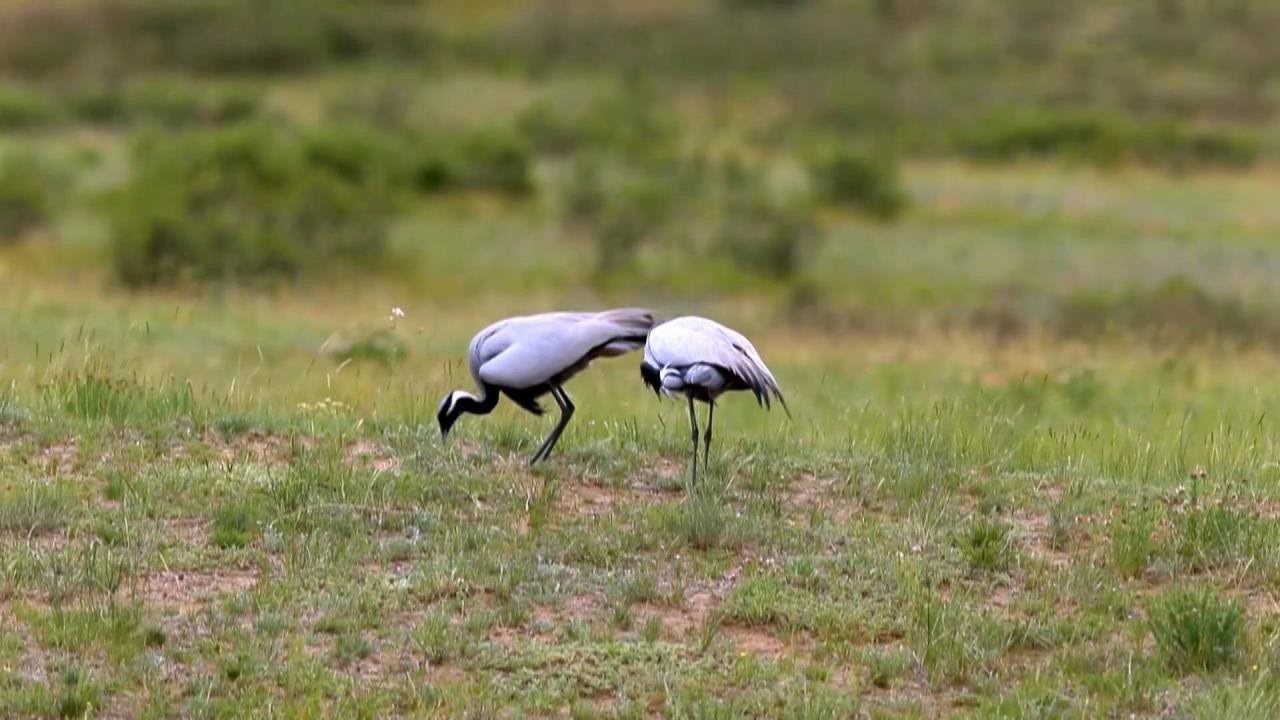 Grasslands - An in-depth look at some of Chin... - ClickView