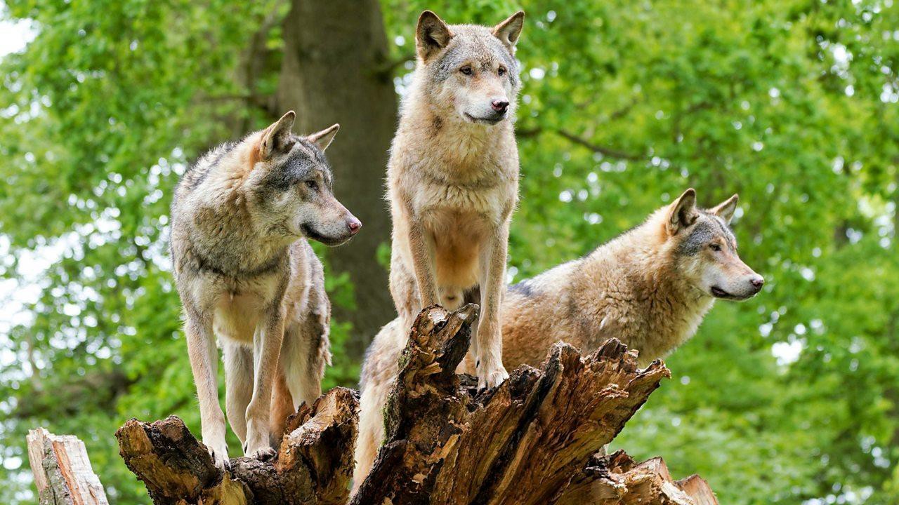 Animal Park Videos & Resources | ClickView