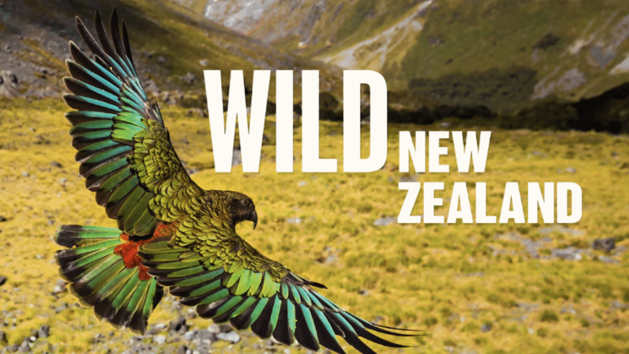Wild New Zealand - Airs 6:40 PM 4 Sep 2022 on NITV - ClickView