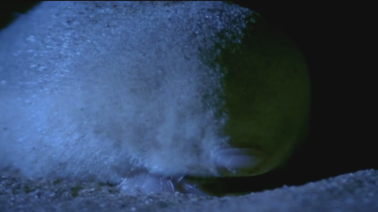 Golden Mole Video & Resources | ClickView