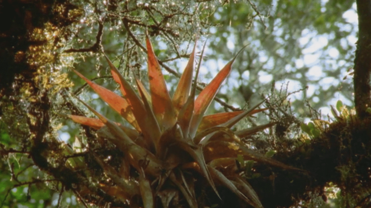 Nature's Microworlds: Amazon Rainforest (Clips) | ClickView