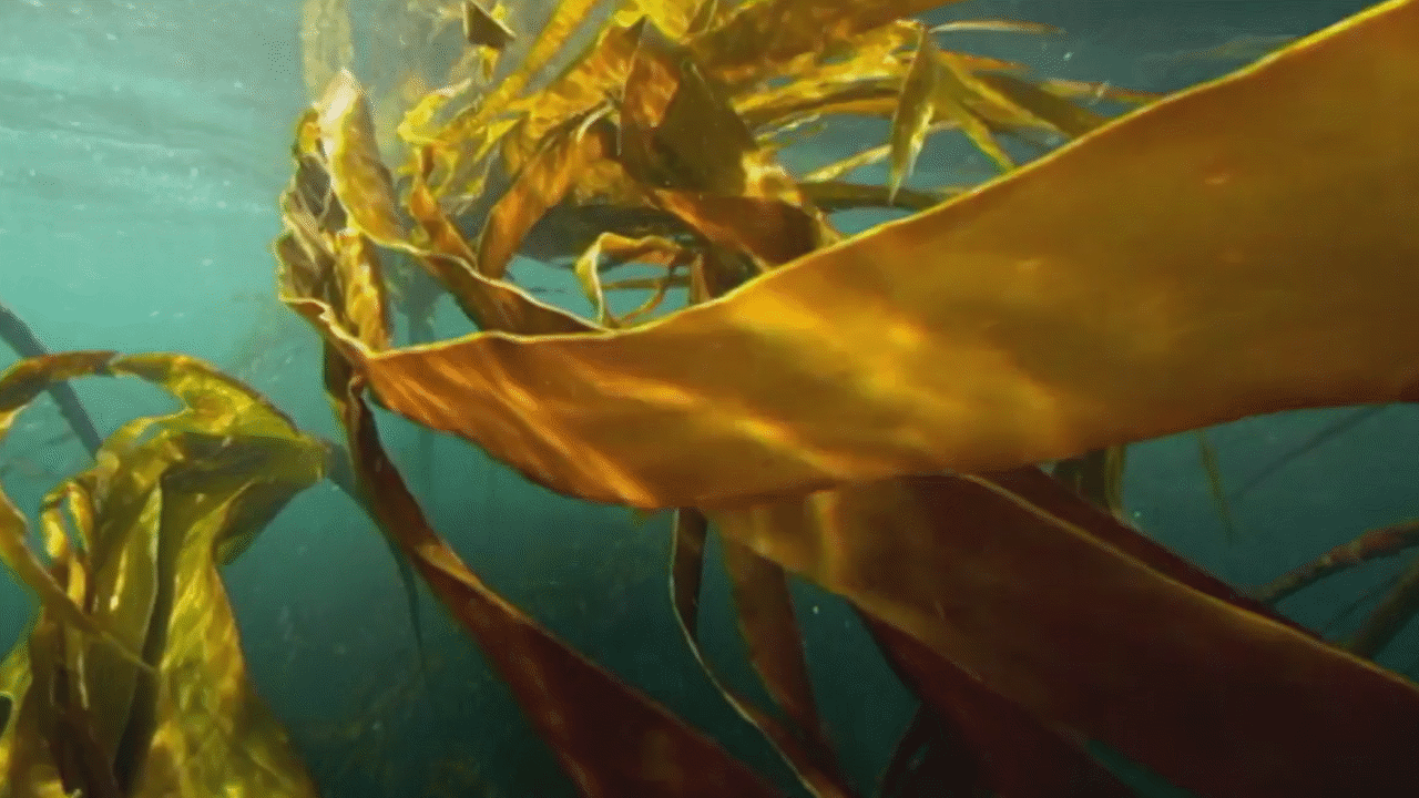 Kelp Video & Resources | ClickView
