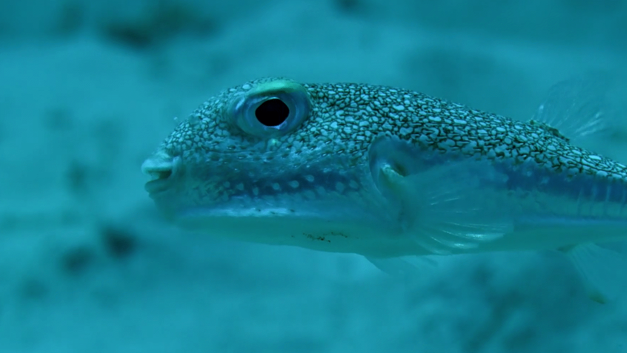 Japanese Puffer Fish Mating Ritual | ClickView
