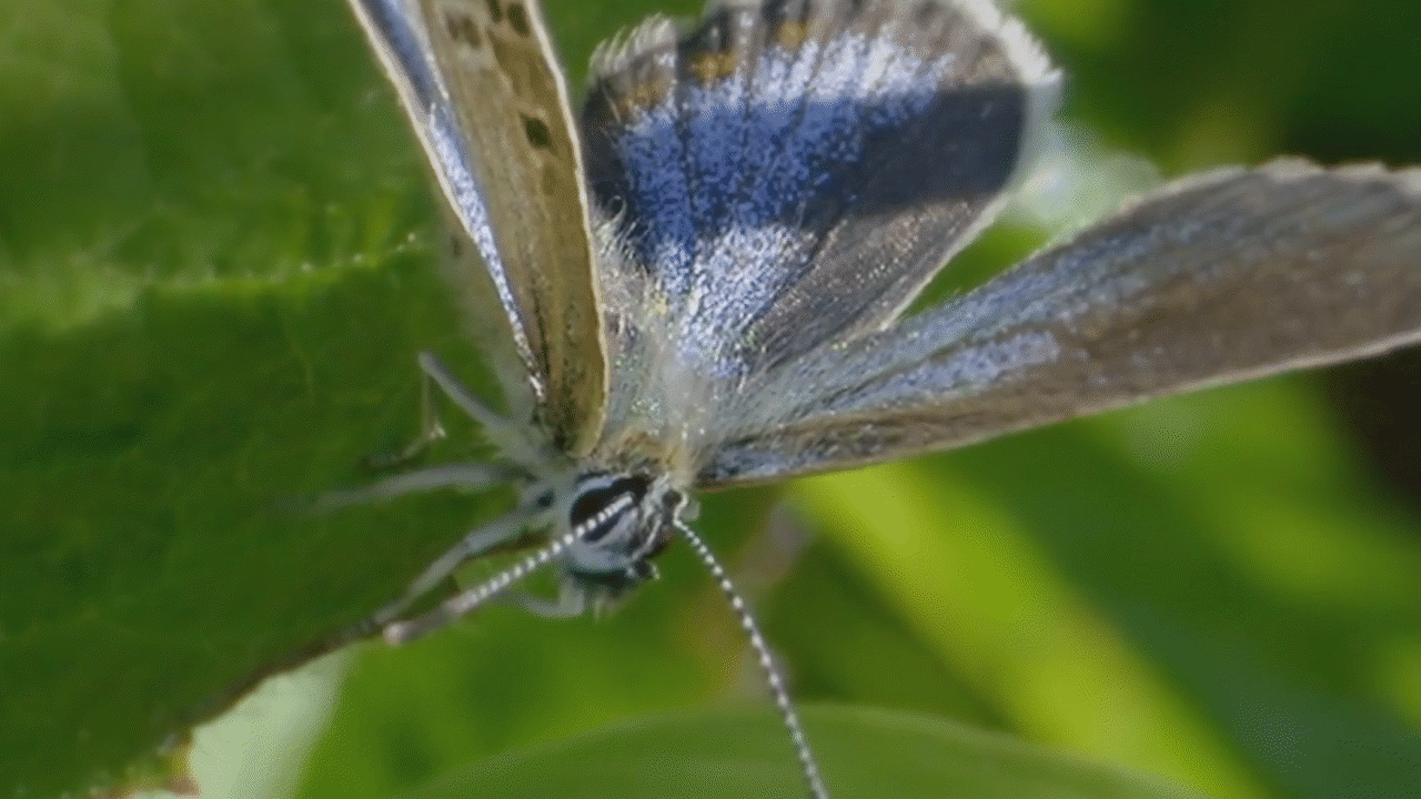 Learning from Insects Video & Resources | ClickView