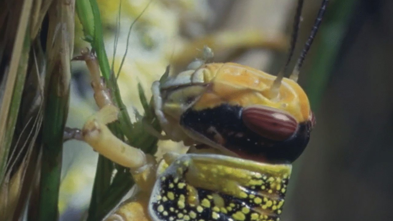 Sahara Desert Locusts Video & Resources | ClickView