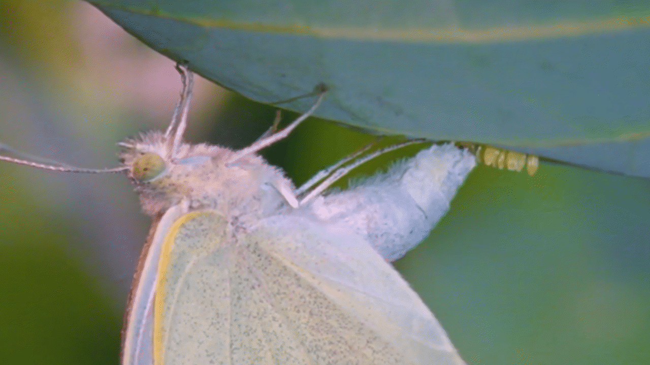 Arthropod Reproduction And Mutation | ClickView