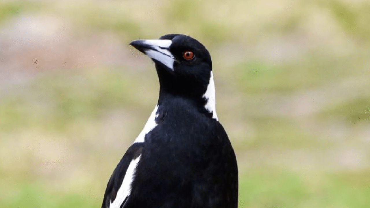 Magpie Season - 06/09/2022 Video & Resources | ClickView