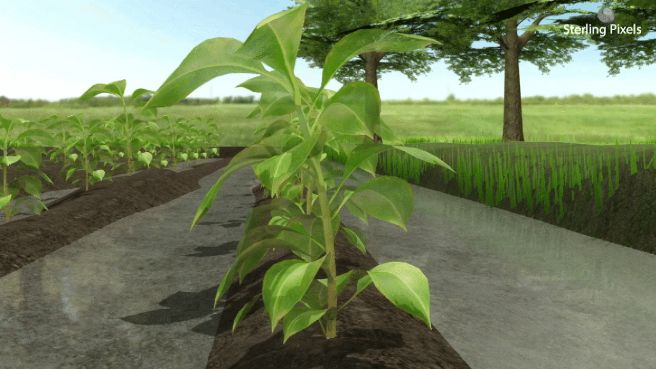 Sensitivity of Plants and Animals to the pH Change | ClickView