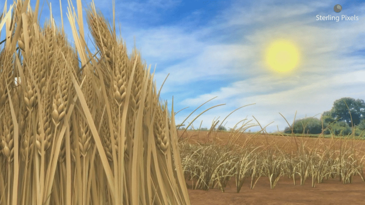 Separation of Substances: Threshing and Winnowing | ClickView