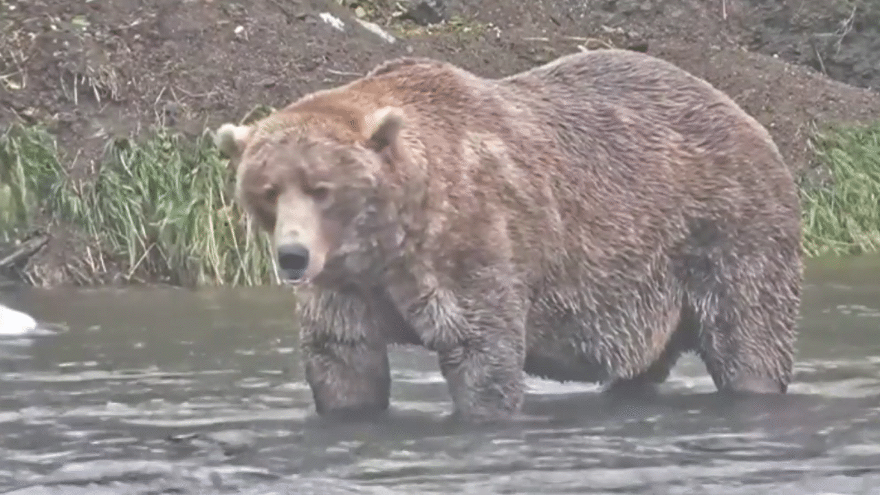 Fat Bear Week - Every year, bears in the nort... - ClickView