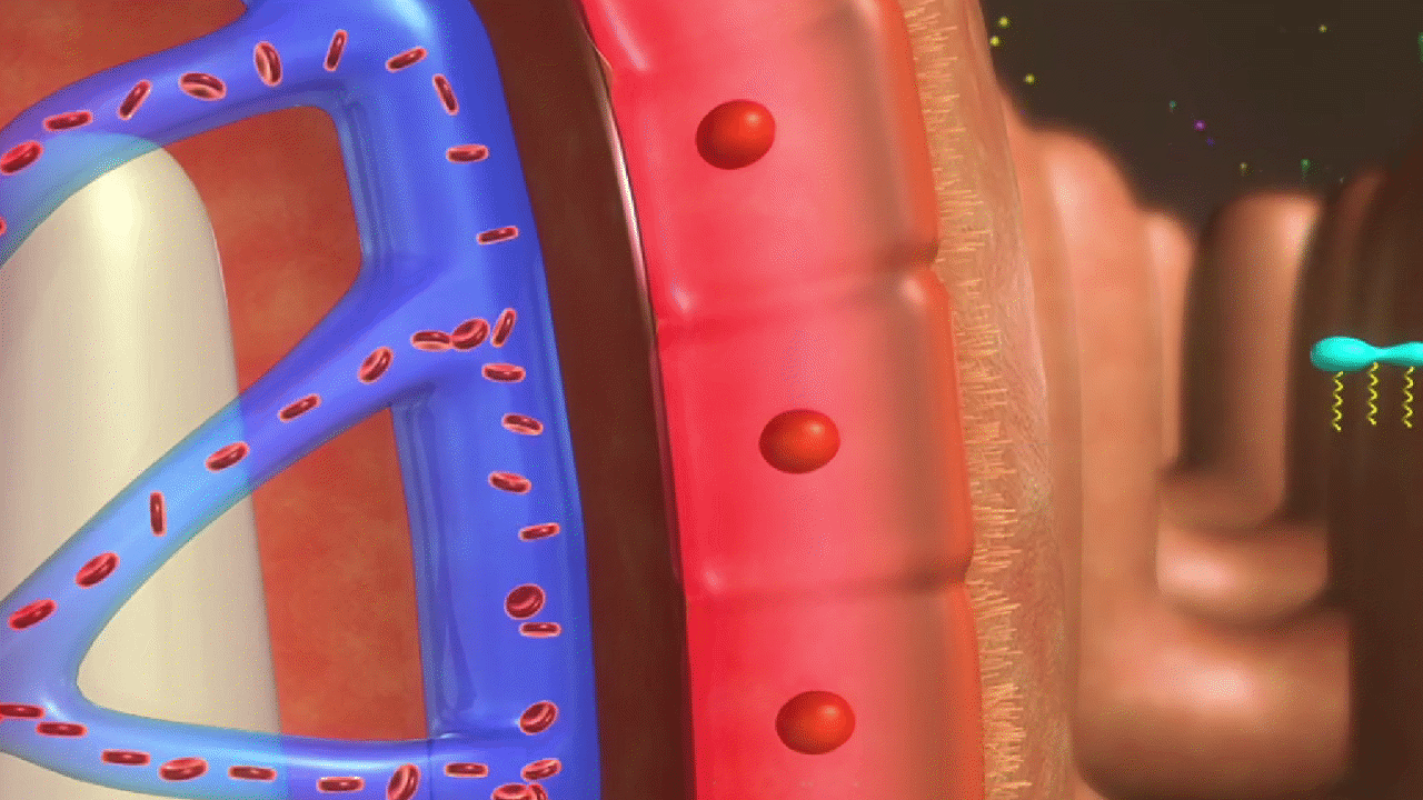 The Human Digestive System: Assimilation and Egestion | ClickView