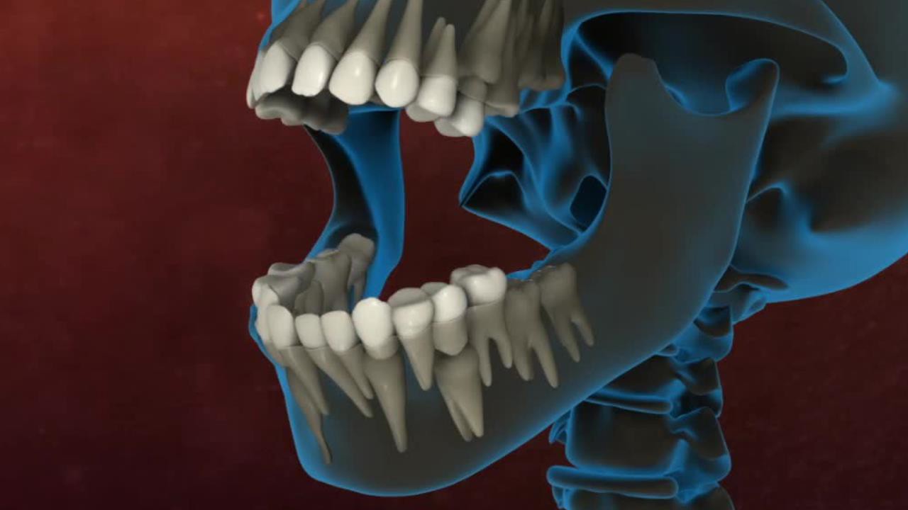 The Human Digestive System: Teeth | ClickView