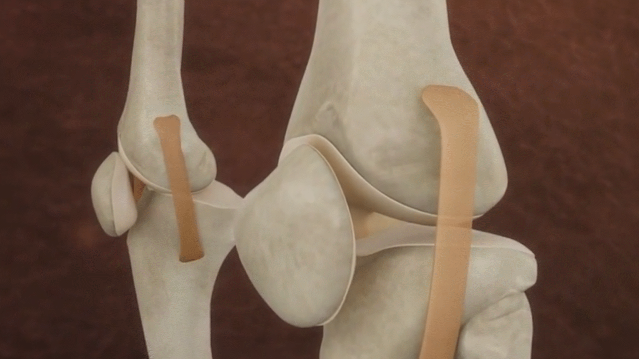 Hinge Joint and Gliding Joint Video & Resources | ClickView