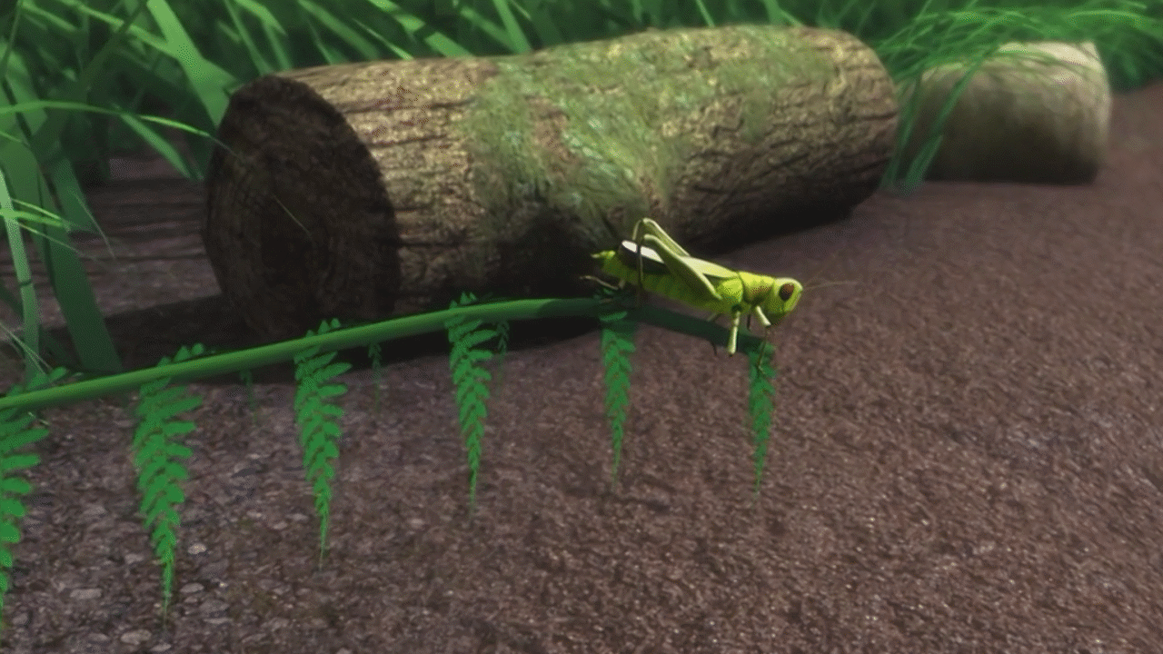 Animals Everywhere Videos & Resources | ClickView