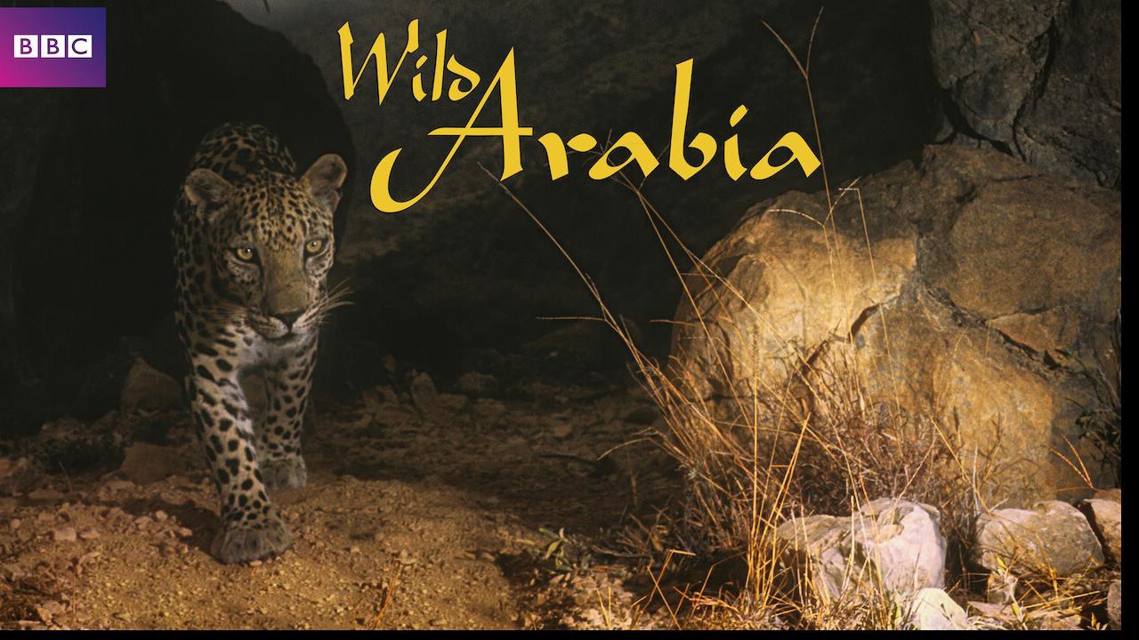 Wild Arabia - Airs 8:00 PM 19 Nov 2022 on BBC FOUR HD - ClickView